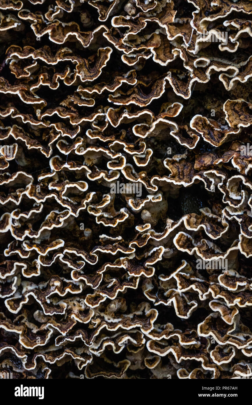 Common Mazegill Datronia mollis forms abstract patterns in lateral view ...