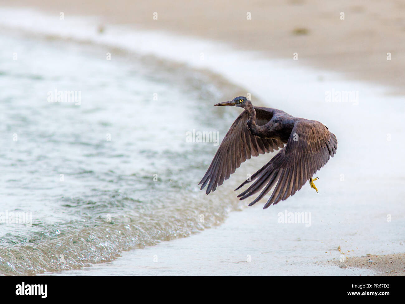 Pacific reef heron Egretta sacra rising from an island beach off the ...