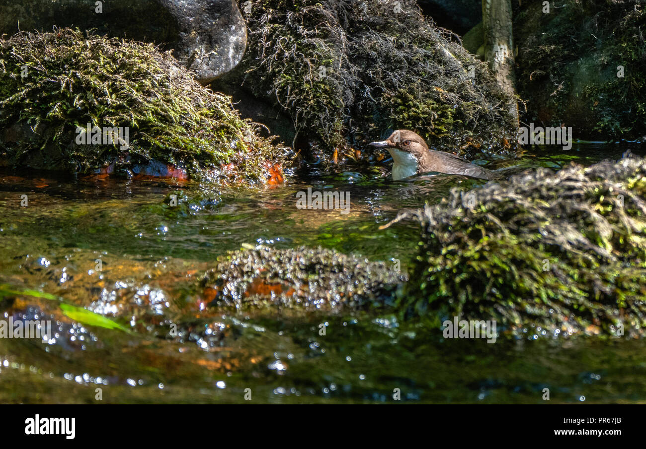 White throated or European dipper Cinclus cinclus hunting for caddis ...