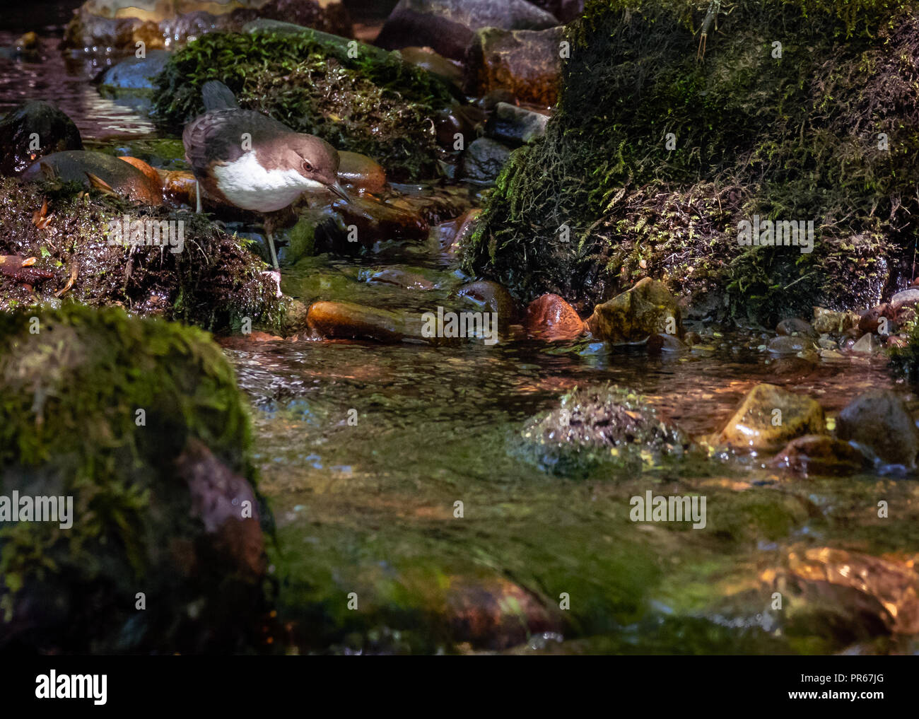 Fly larvae hi-res stock photography and images - Alamy