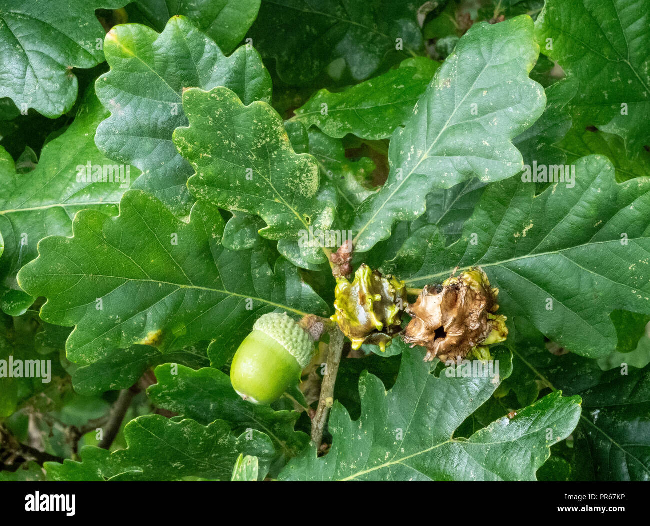 Gall in acorns produced by oak tree in response to Knopper oak gall ...