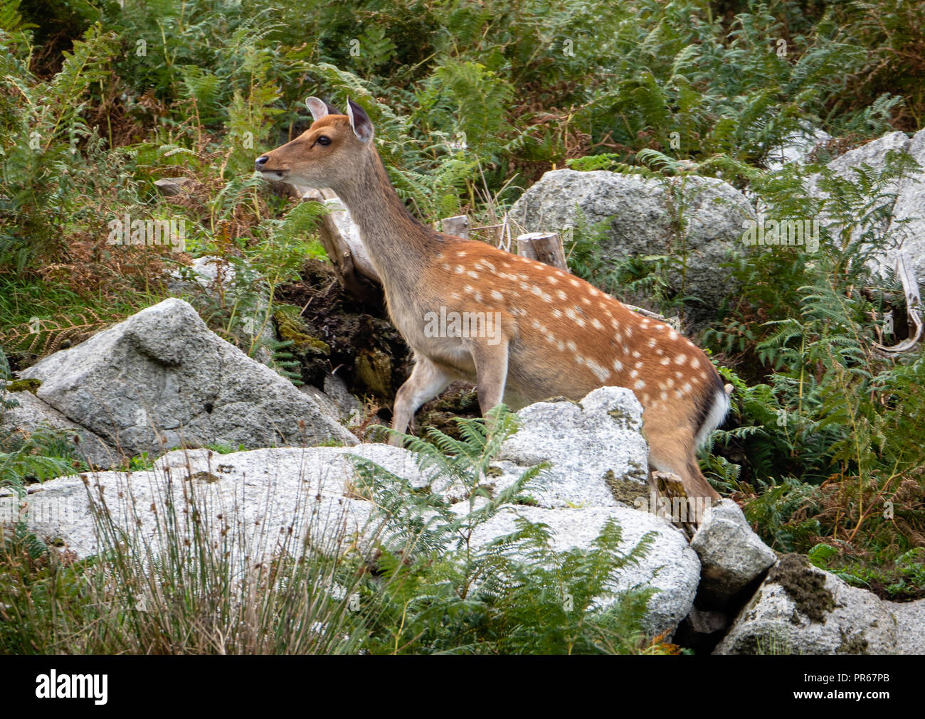 Sika deer hind or doe Cervus nippon on the island of Lundy off the ...