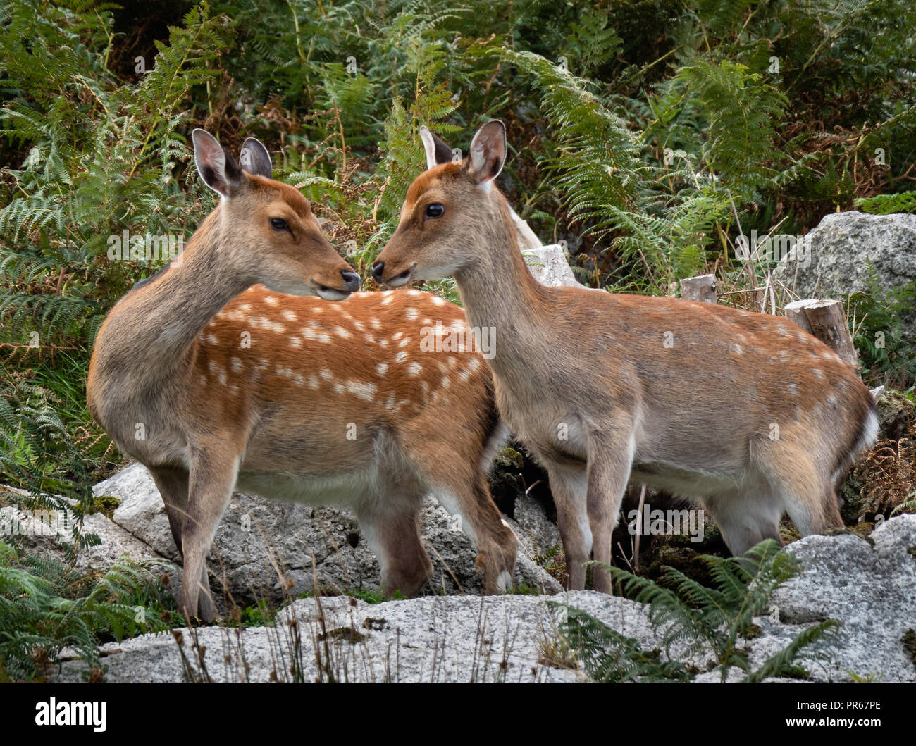 Sika deer Cervus nippon hind and calf on the island of Lundy off the ...