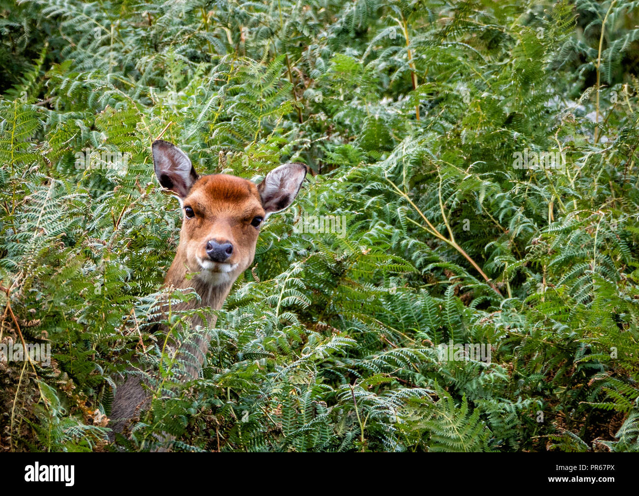 Sika deer Cervus nippon peering out from bracken covered cliffs on the ...