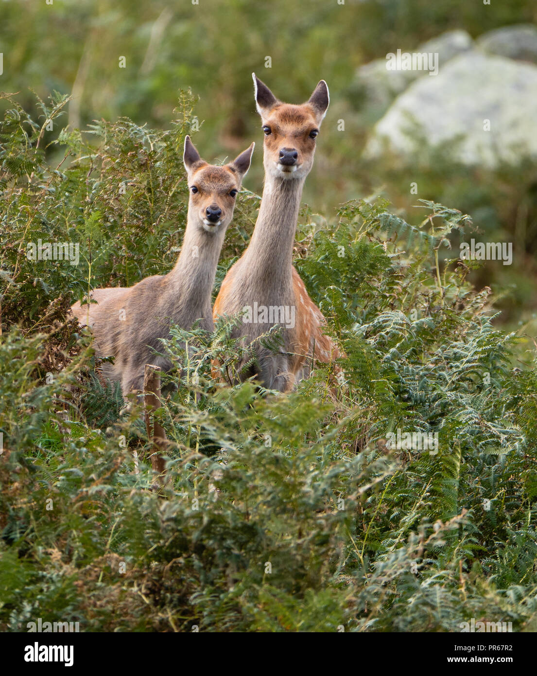 Sika deer Cervus nippon peering out from bracken covered cliffs on the ...