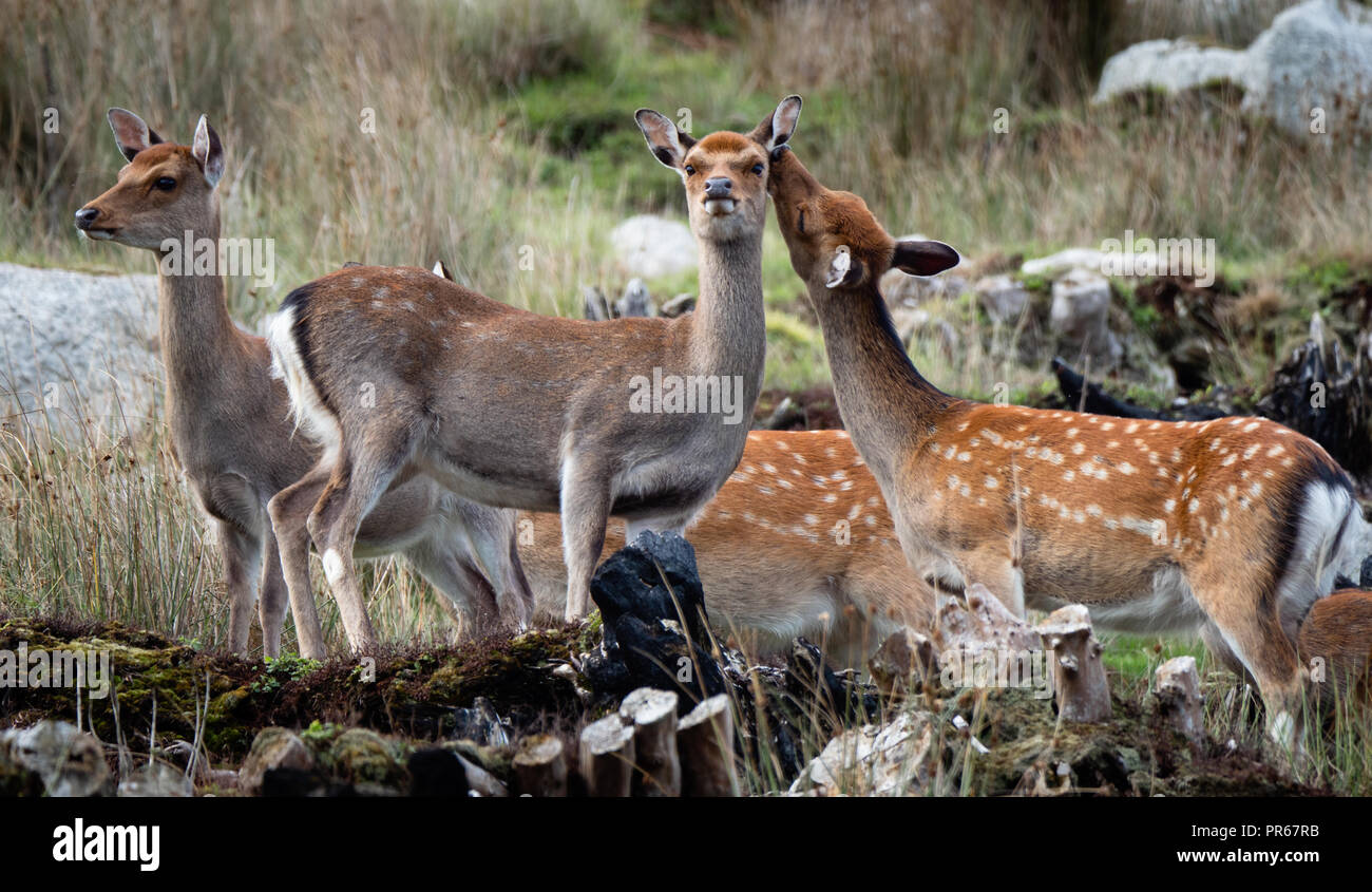 Asian deer species hi-res stock photography and images - Alamy