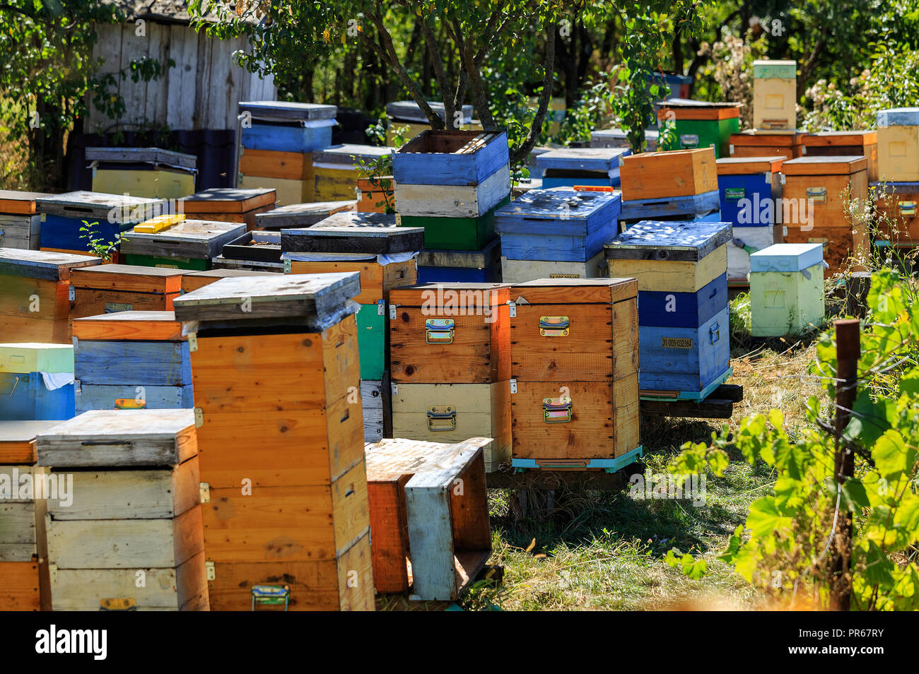 Bees, beehives and honey harvesters in a natural countryside apiary ...