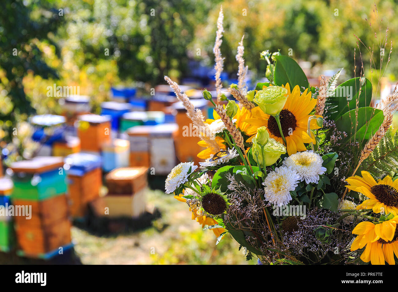 Bees, beehives and honey harvesters in a natural countryside apiary ...