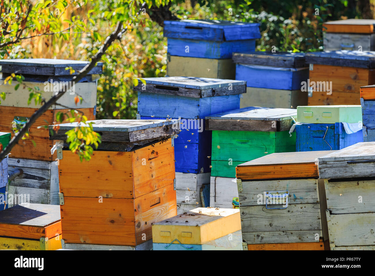 Healthy beehives hi-res stock photography and images - Alamy