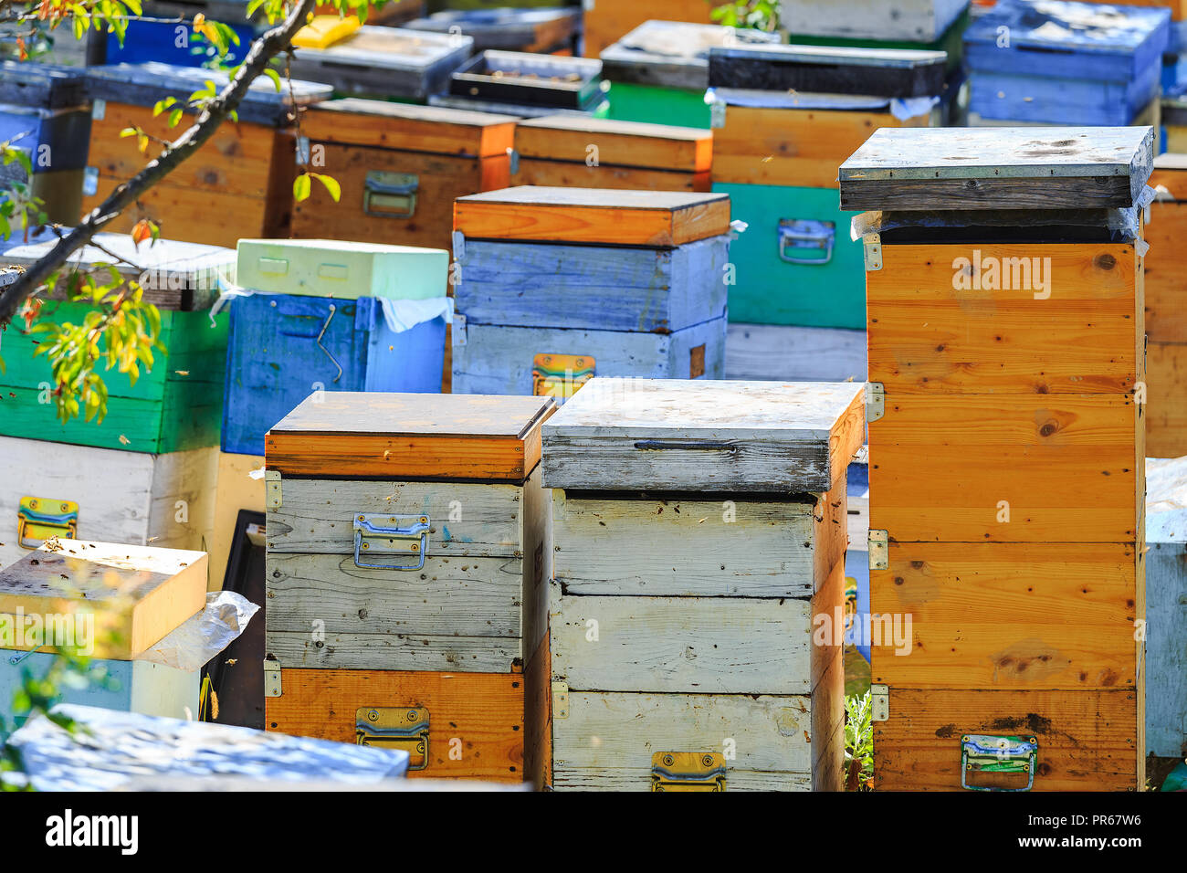 Bees, beehives and honey harvesters in a natural countryside apiary ...