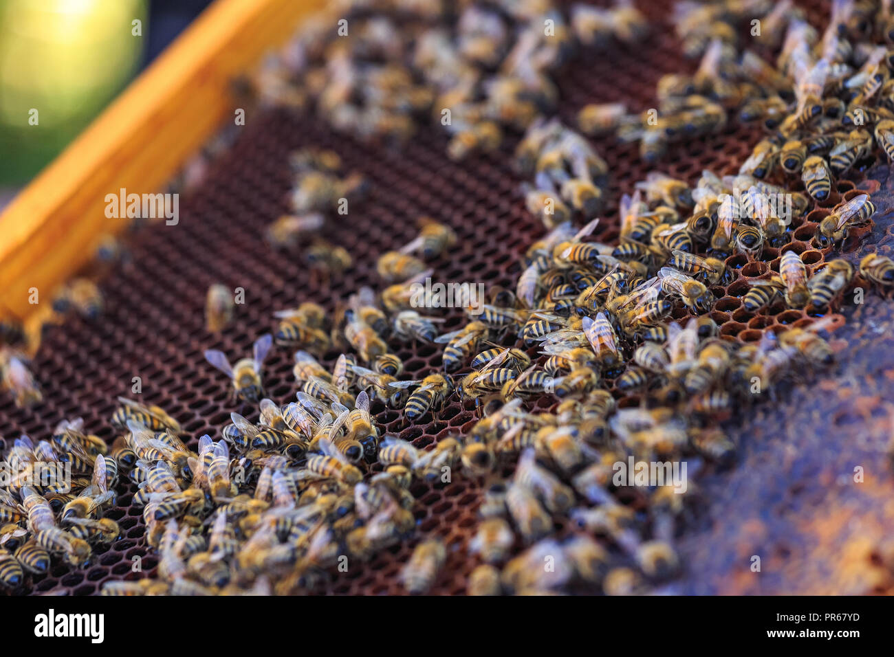 Bees, beehives and honey harvesters in a natural countryside apiary ...