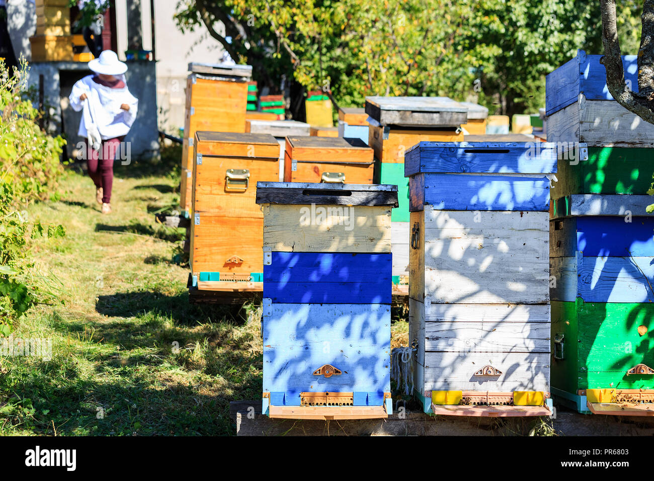 Bees, beehives and honey harvesters in a natural countryside apiary ...