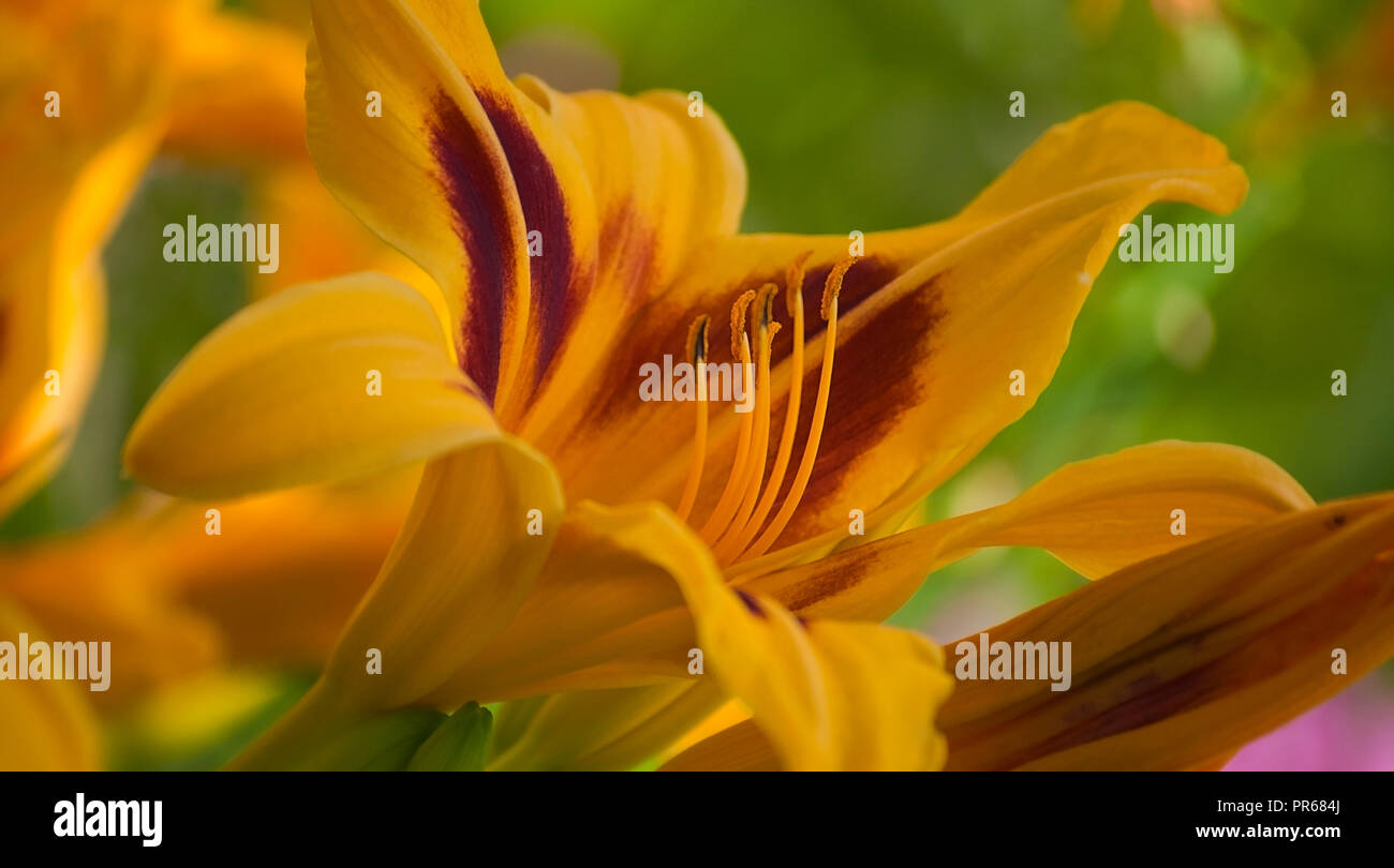 Rising bokeh hi-res stock photography and images - Alamy