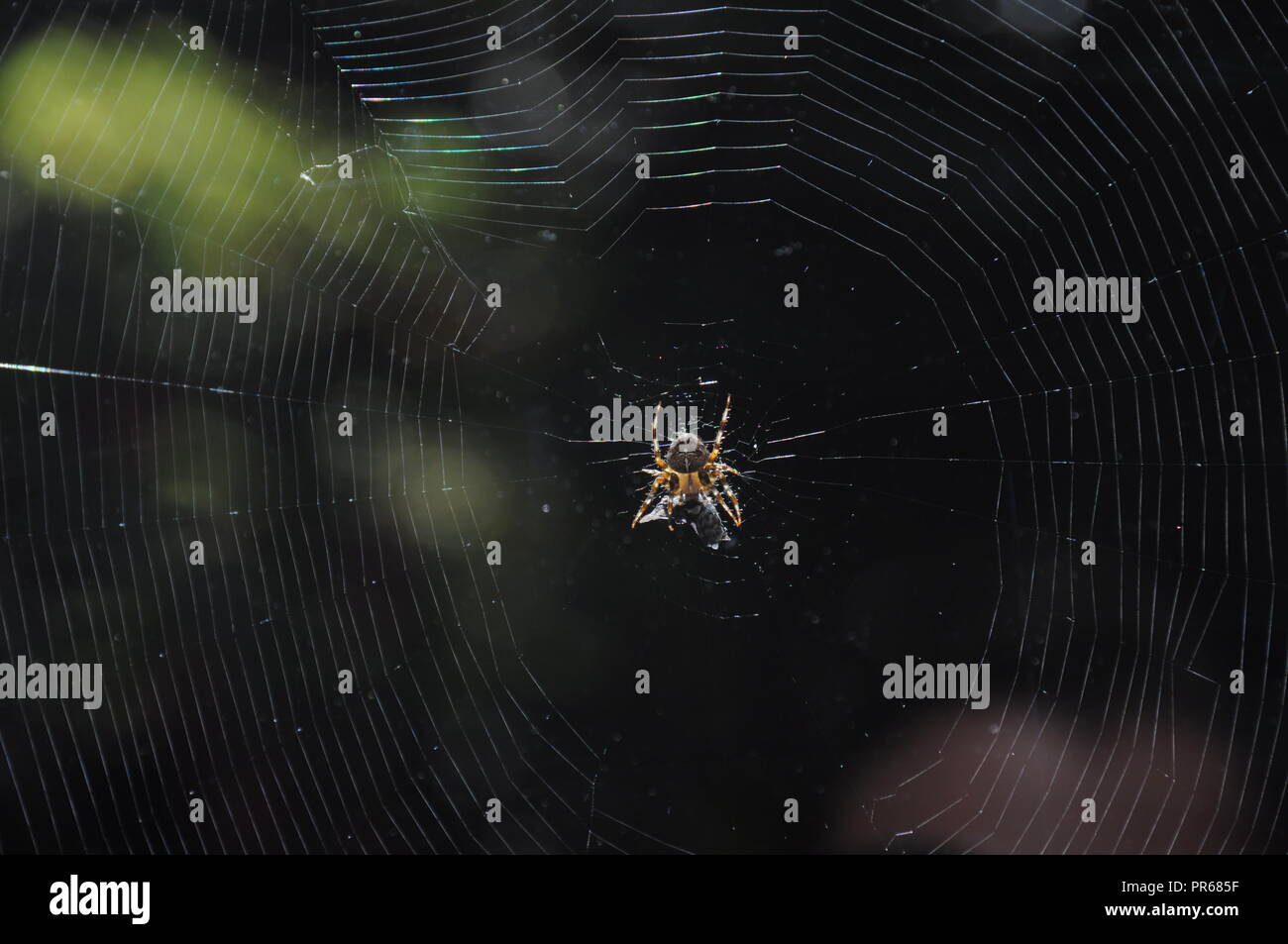 Spider catching bugs hi-res stock photography and images - Alamy