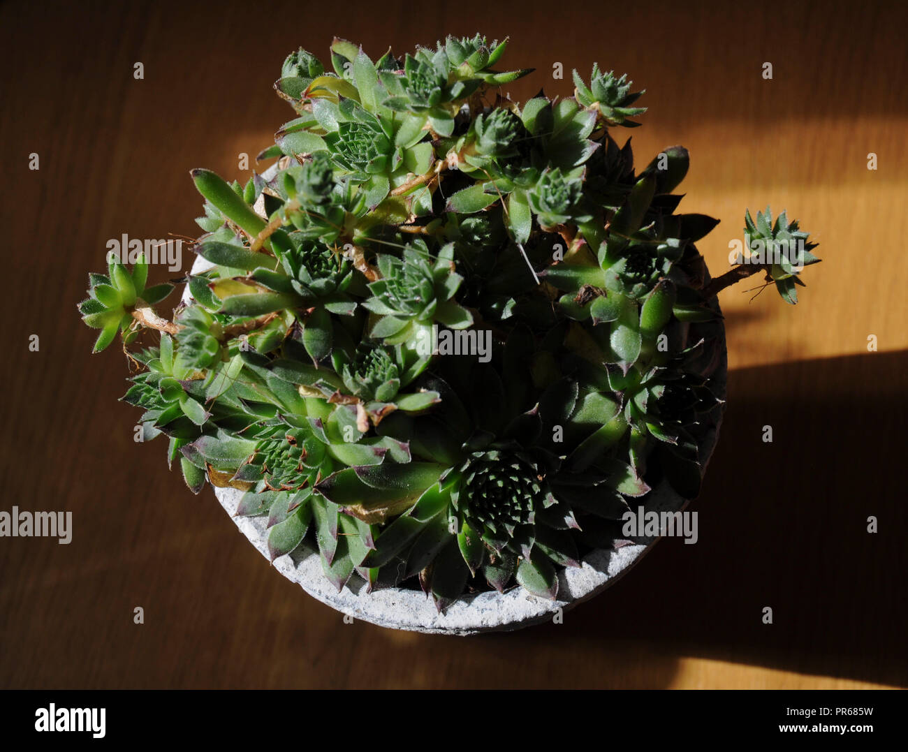 Potted succulent plant from above Stock Photo - Alamy