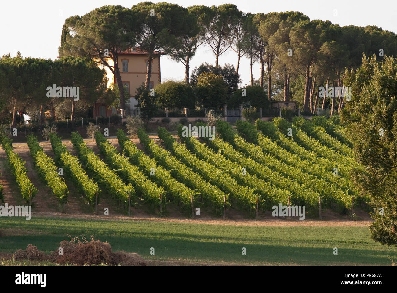 Italian manor house and vineyard on a sunny day Stock Photo - Alamy