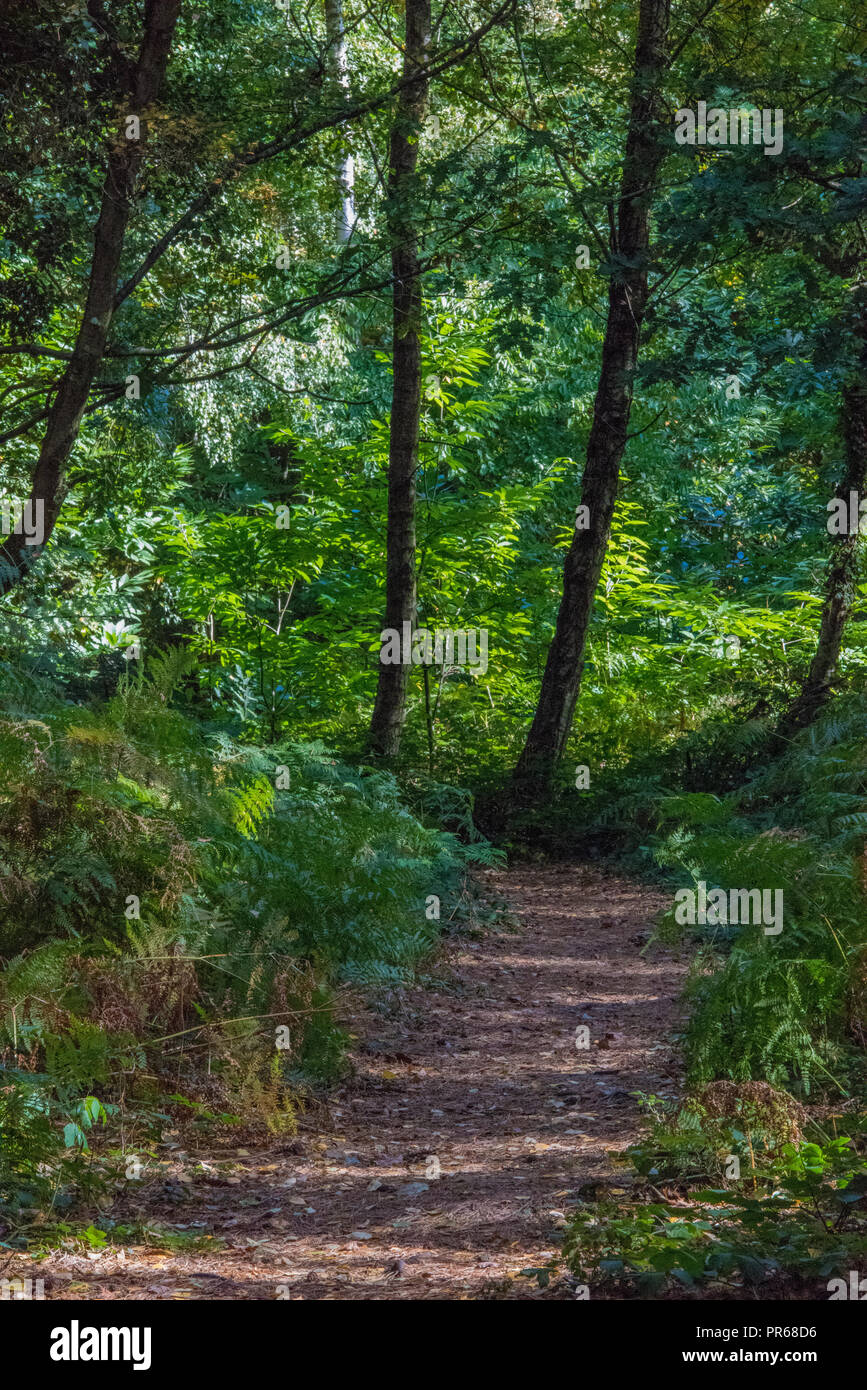a pathway through the trees in an ancient woodland at Borthwood copse ...
