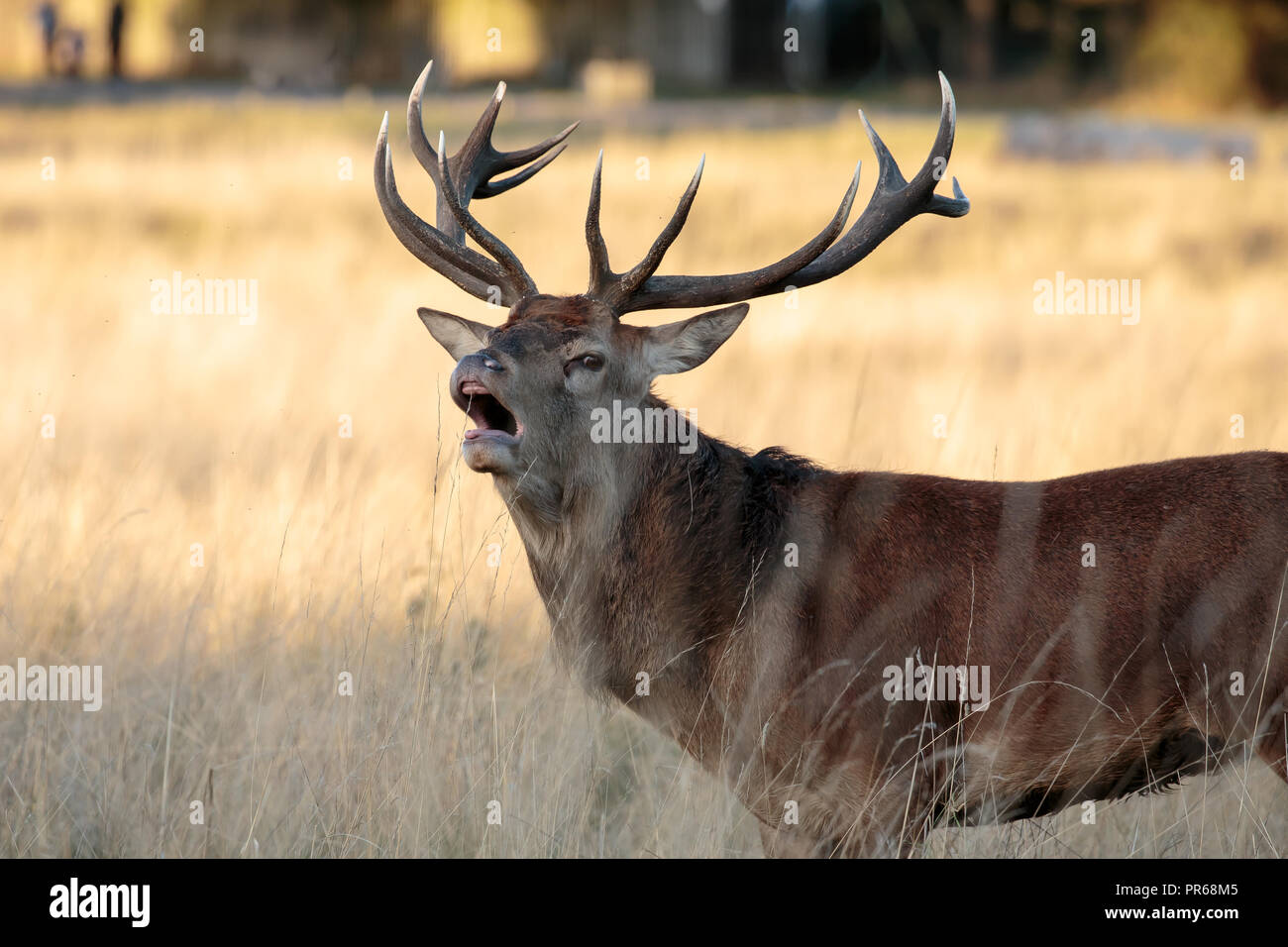 Red deer bellowing hi-res stock photography and images - Alamy