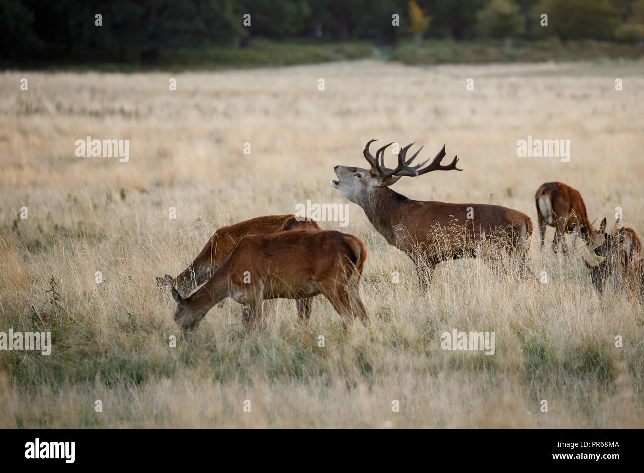 Red deer bellowing hi-res stock photography and images - Alamy