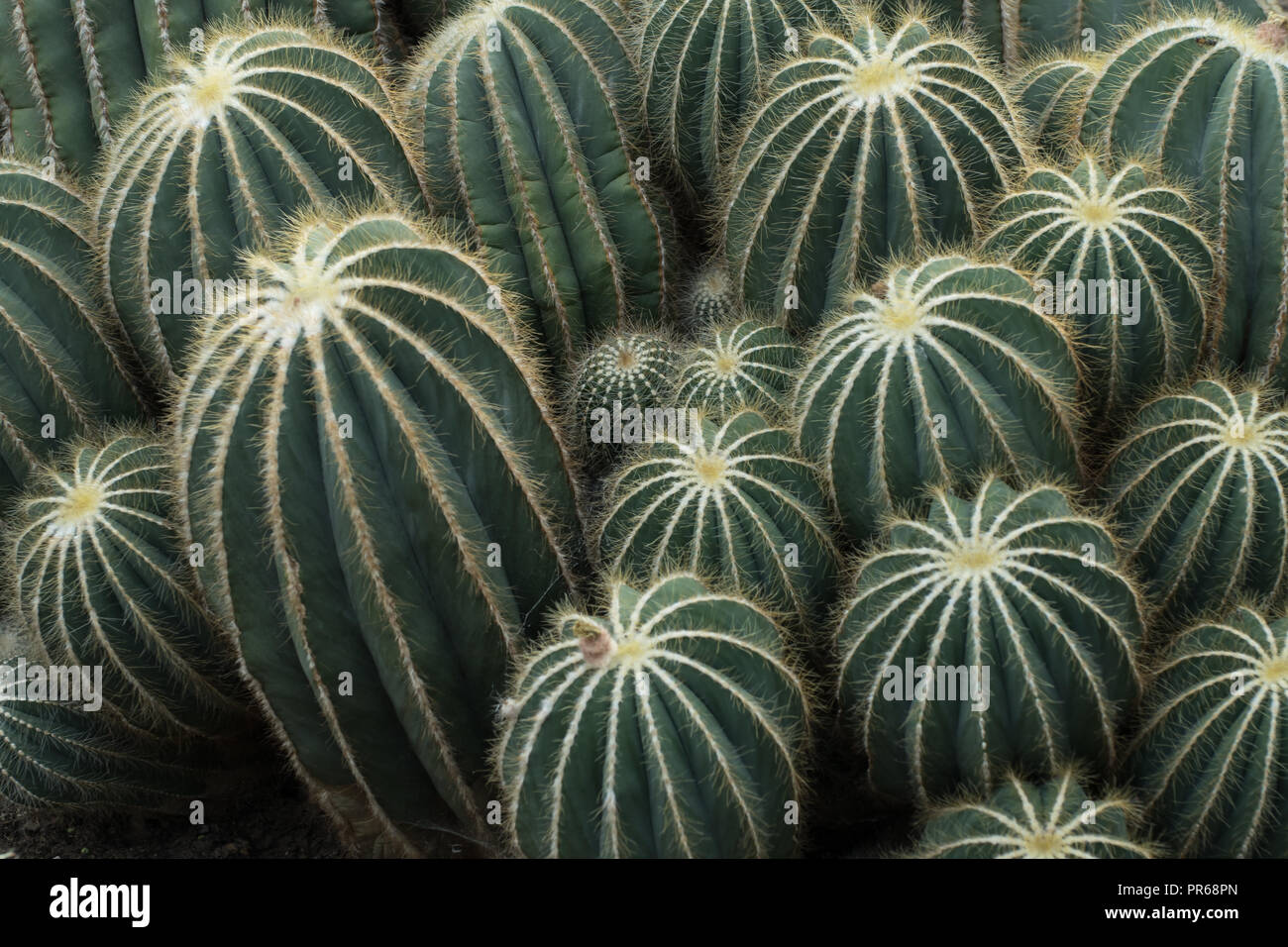 Collection of cacti made up of variables shapes and sizes Stock Photo ...