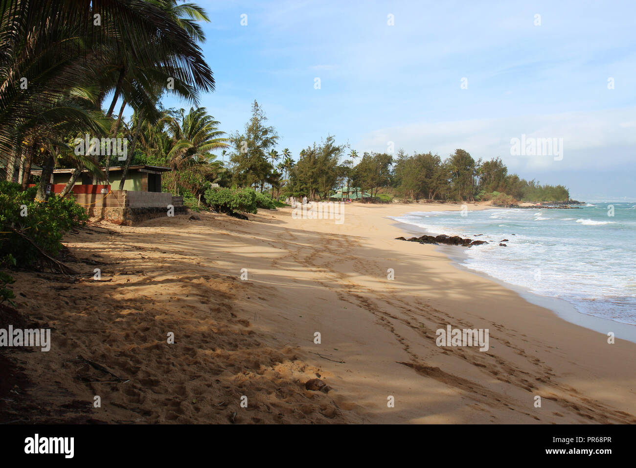 The long sandy beach of Paia Bay with a turtle resting in the sand and ...