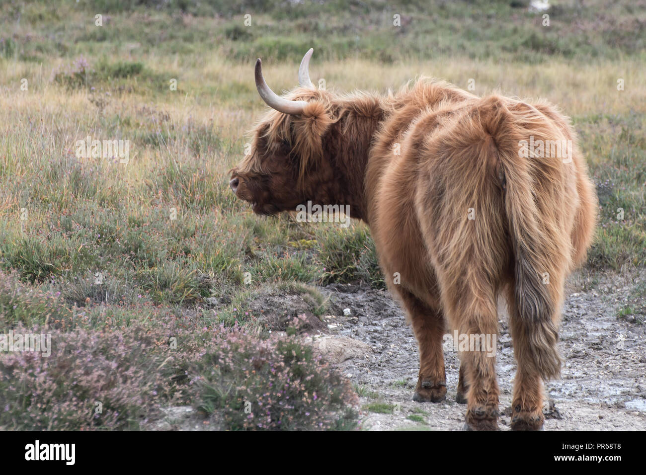 Highland cattle aberdeen angus hi-res stock photography and images - Alamy