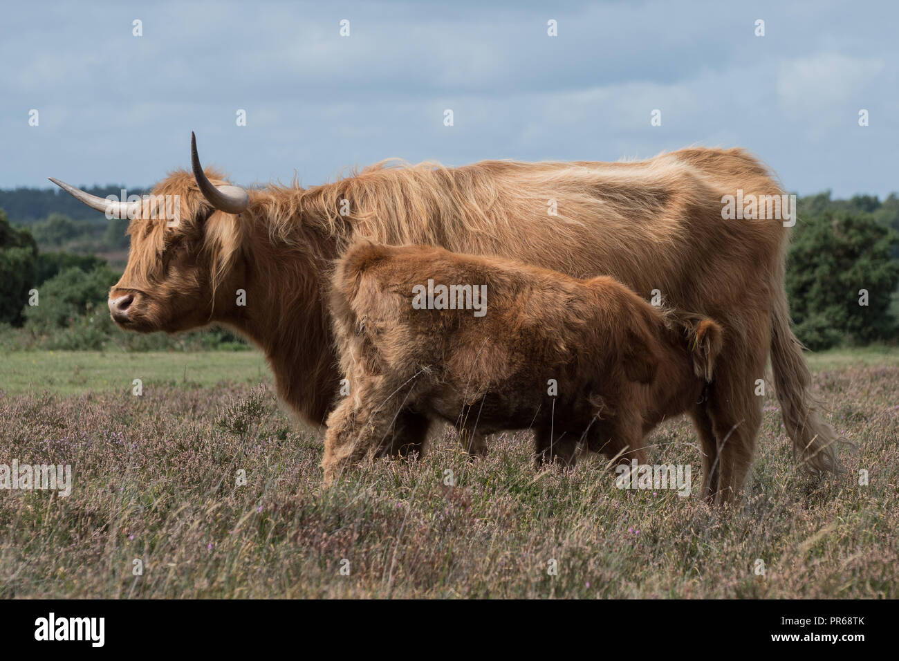 Scottish angus cow and calf hi-res stock photography and images - Alamy
