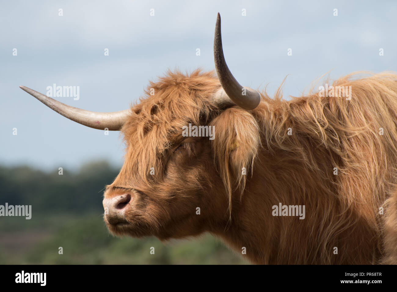 New forest highland cow hi-res stock photography and images - Alamy
