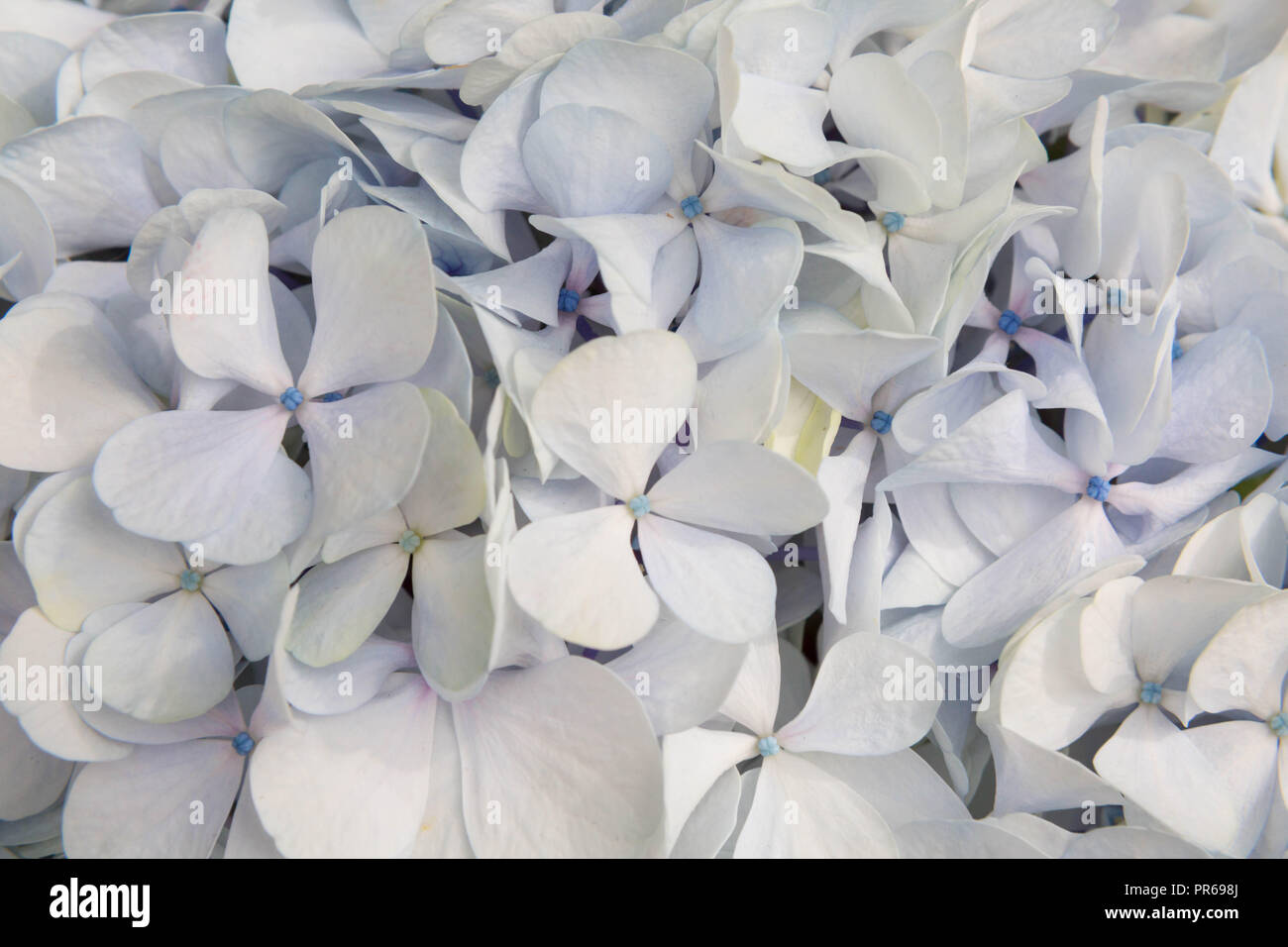 Violet Hydrangea Flowers in Bloom Taken at the Keukenhof Flower Show in ...