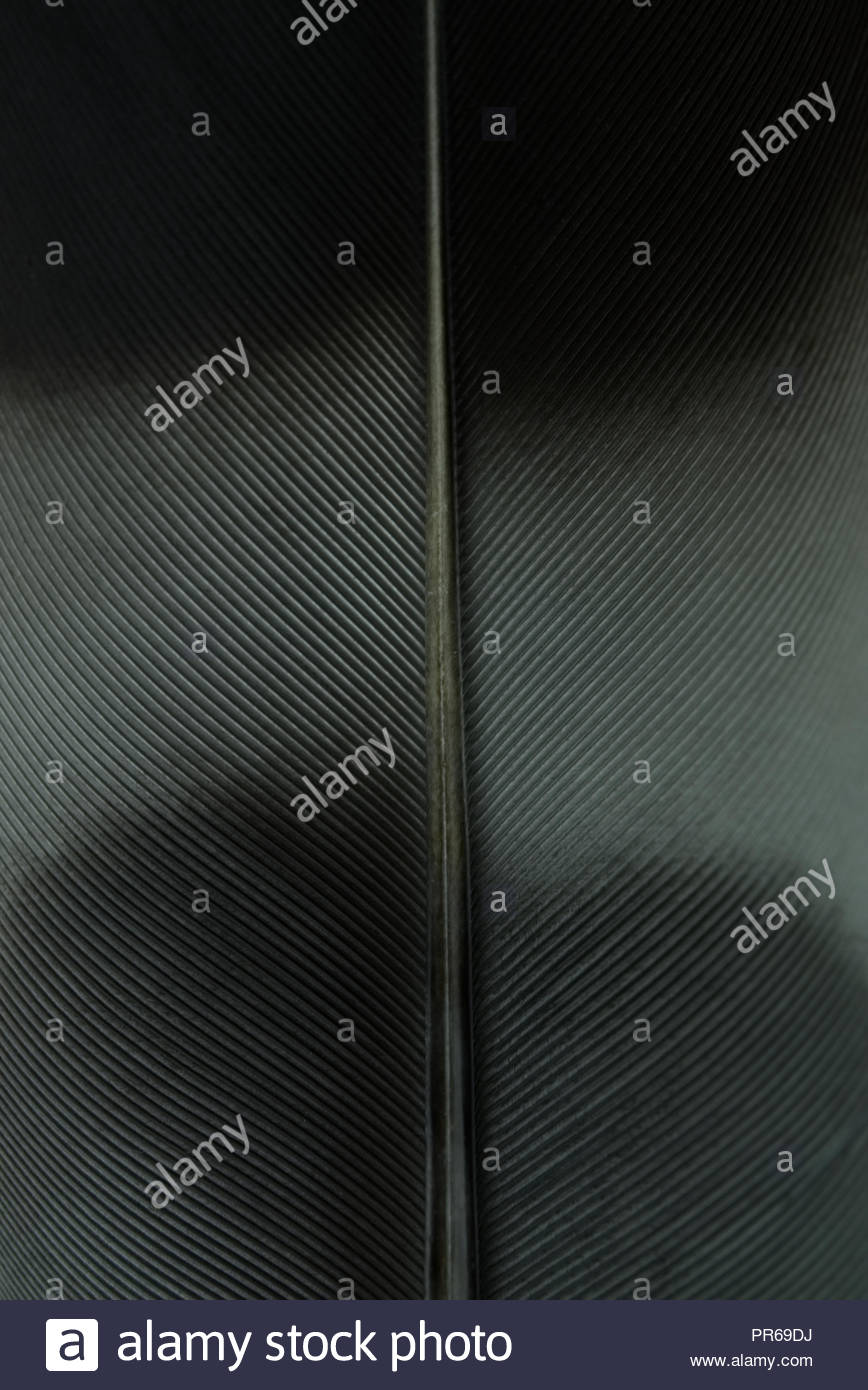 Raven Feather High Resolution Stock Photography and Images - Alamy