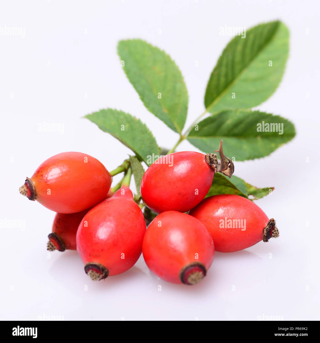Wild rose fruits Stock Photo - Alamy