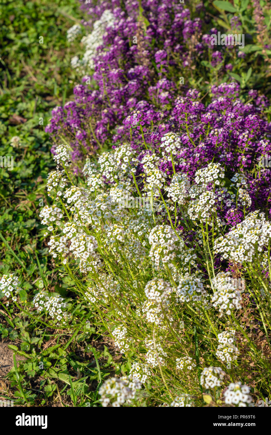 Flowers of white and blue alyssum in the summer garden, natural ...
