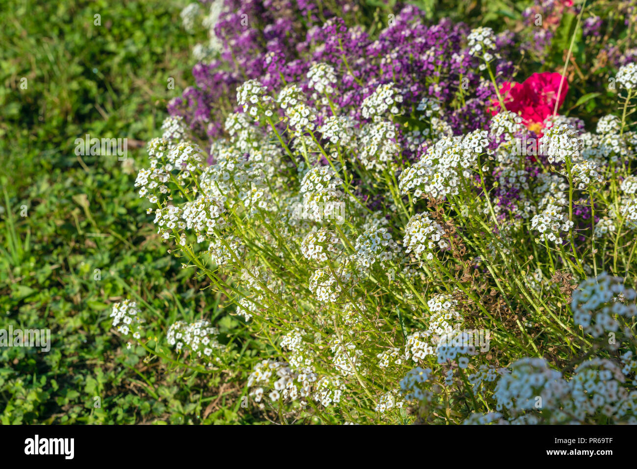 Flowers of white and blue alyssum in the summer garden, natural ...