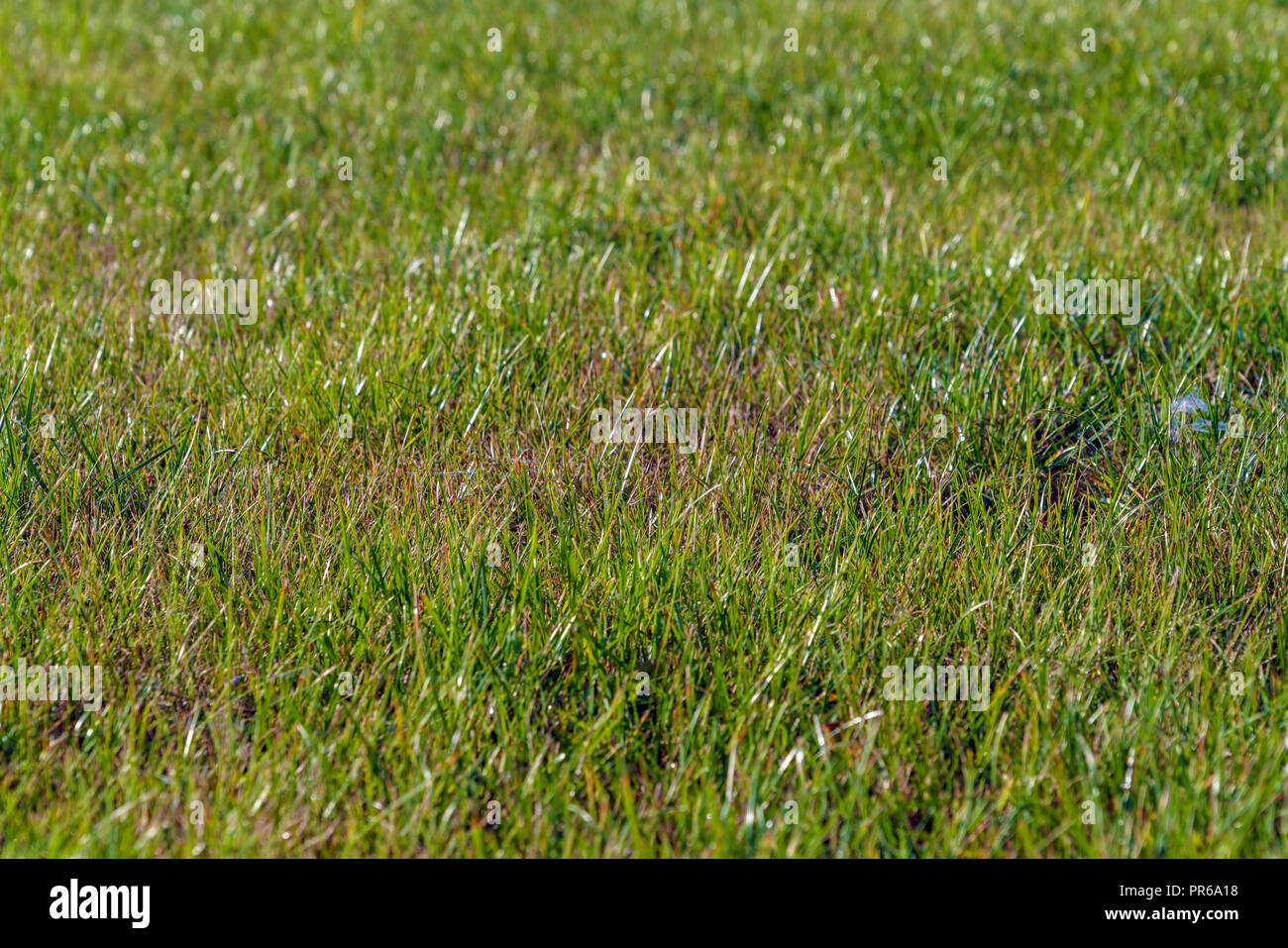 Background with a young lawn grass in the summer garden, natural ...