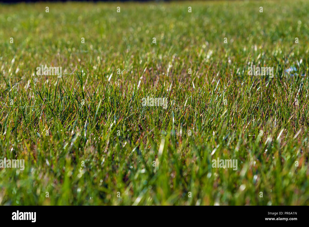 Background with a young lawn grass in the summer garden, natural ...