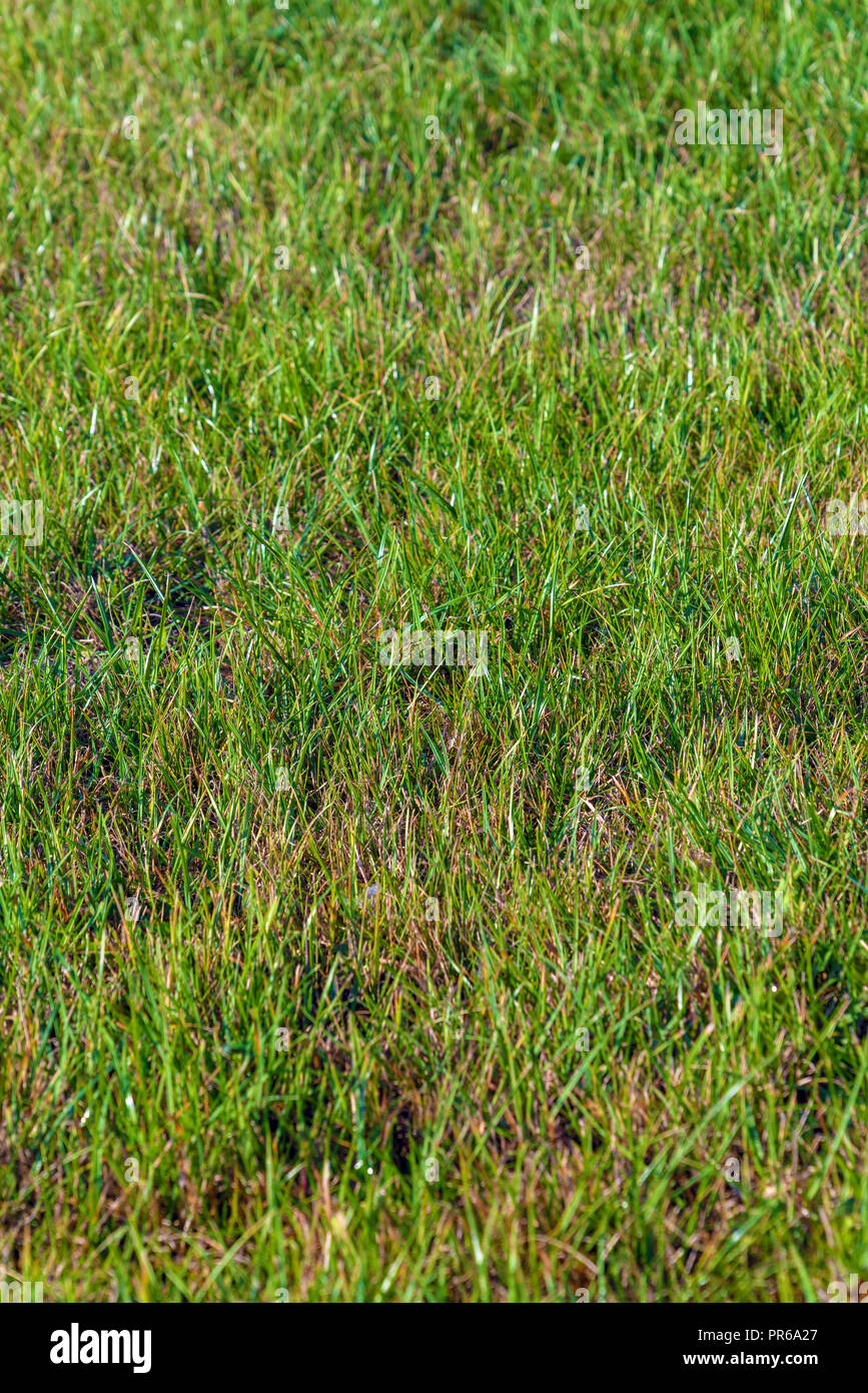 Background with a young lawn grass in the summer garden, natural ...