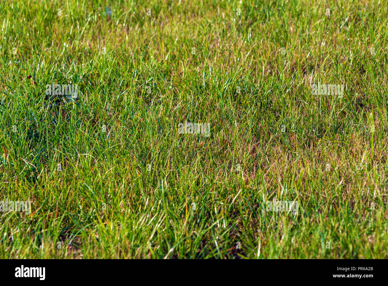 Background with a young lawn grass in the summer garden, natural ...