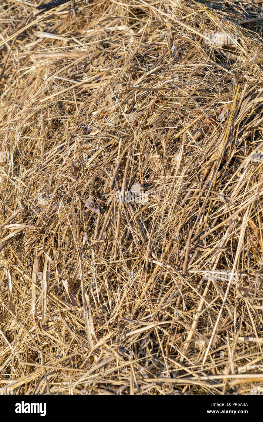 Background of dry grass in a haystack in a summer garden, natural ...