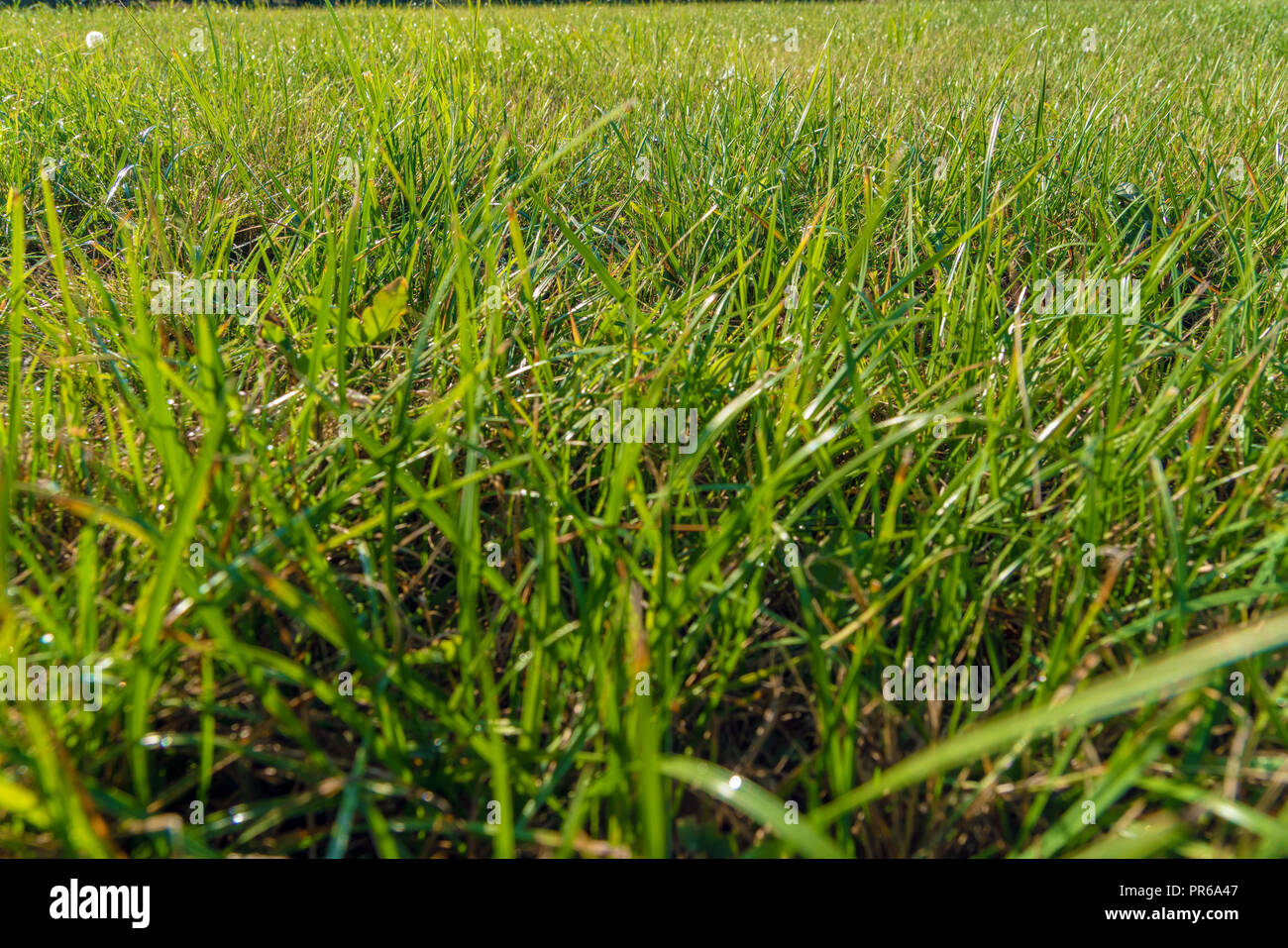 Background with a young lawn grass in the summer garden, natural ...
