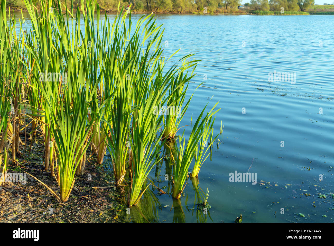 The beautiful natural landscape of a fishing lake in sunset lighting ...