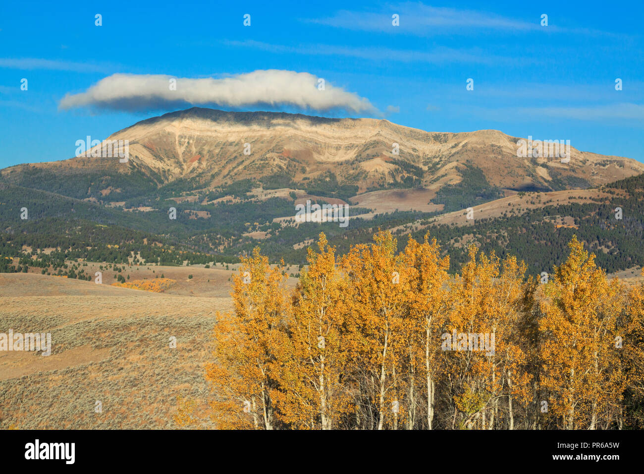 aspen in fall color below hogback mountain in the snowcrest range near ...