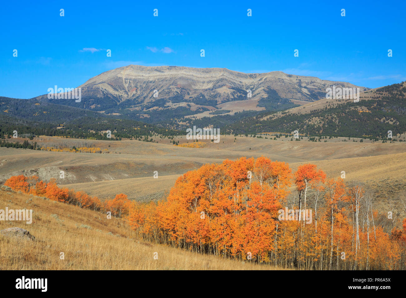 aspen in fall color below hogback mountain in the snowcrest range near ...