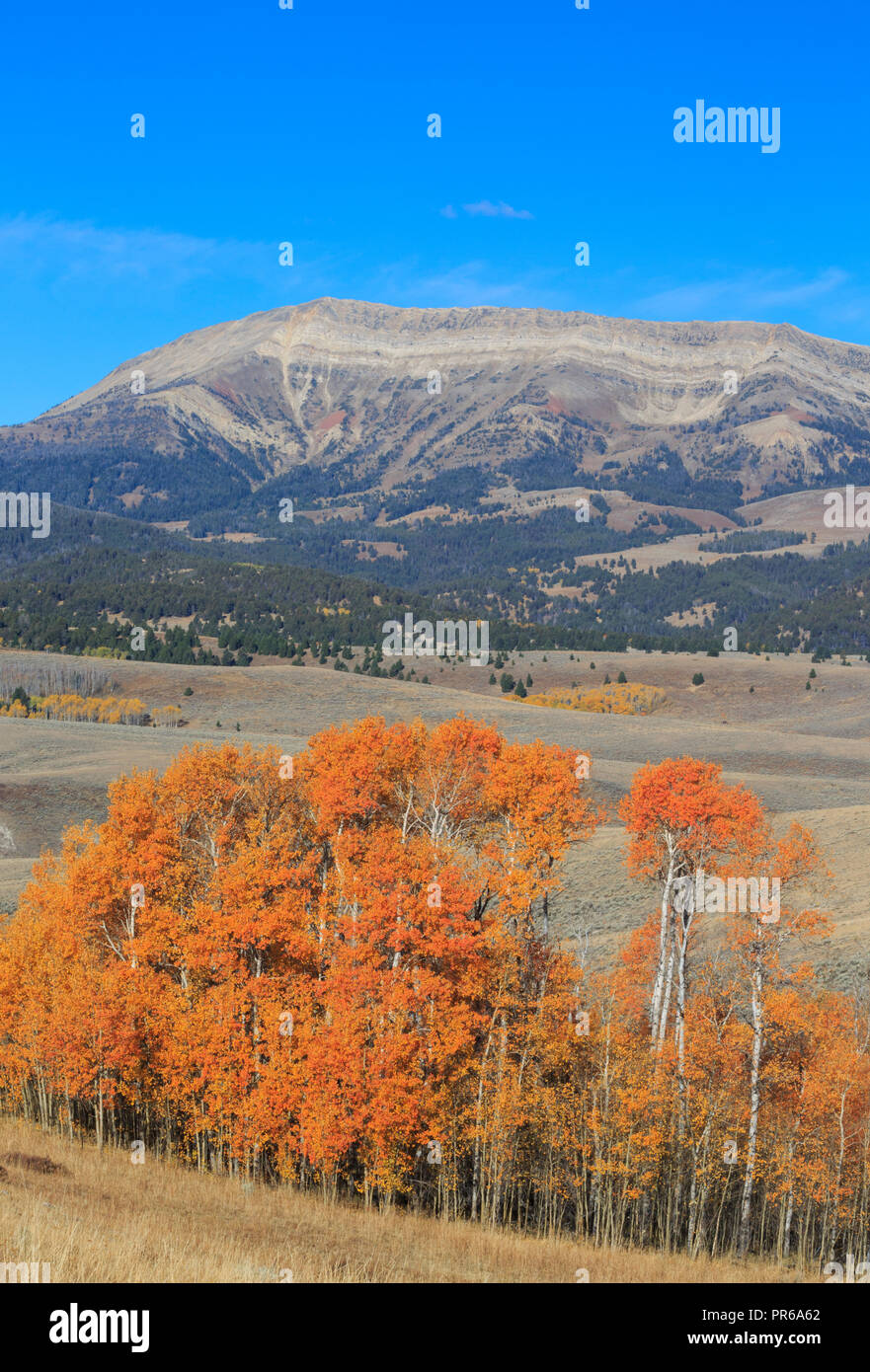 aspen in fall color below hogback mountain in the snowcrest range near ...