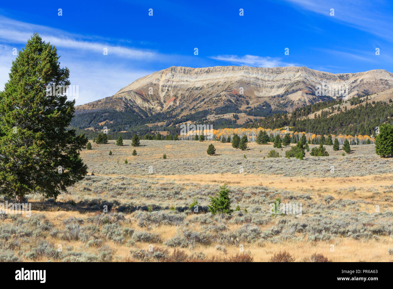 aspen in fall color below hogback mountain in the snowcrest range near ...