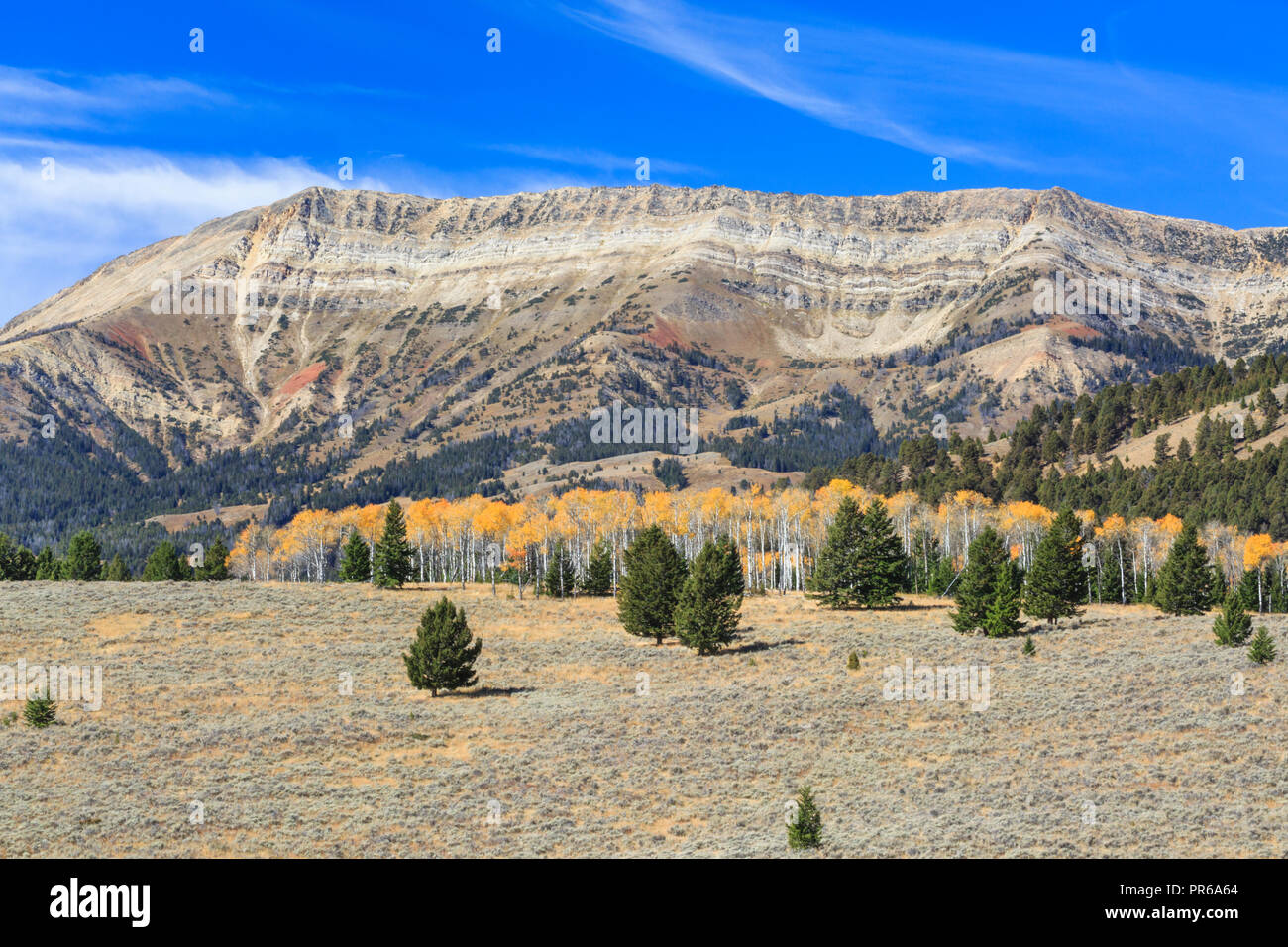 aspen in fall color below hogback mountain in the snowcrest range near ...