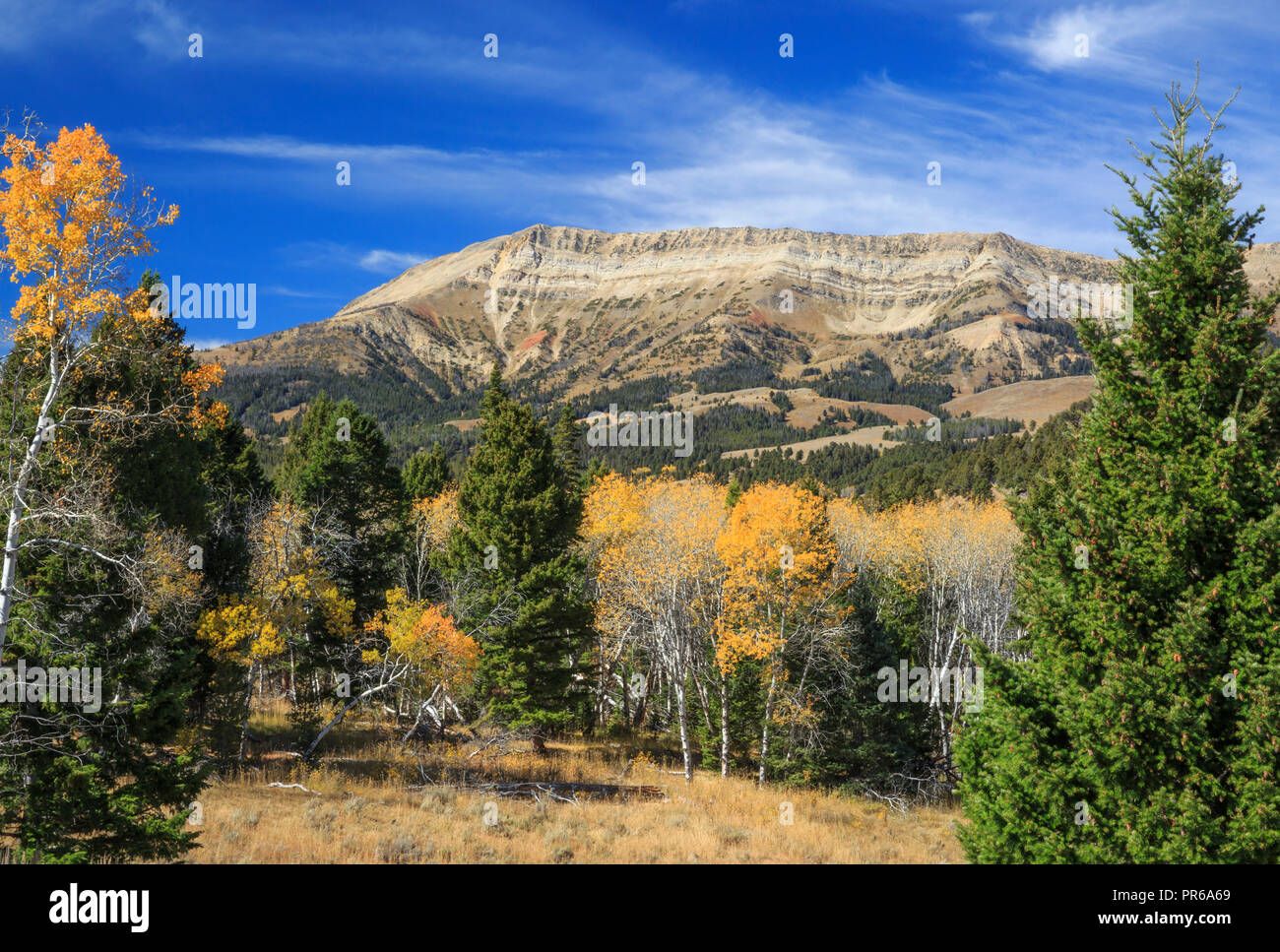 aspen in fall color below hogback mountain in the snowcrest range near ...
