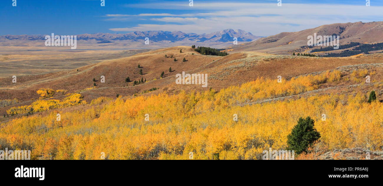 panorama of aspen in fall color and lima peaks in the distance viewed ...