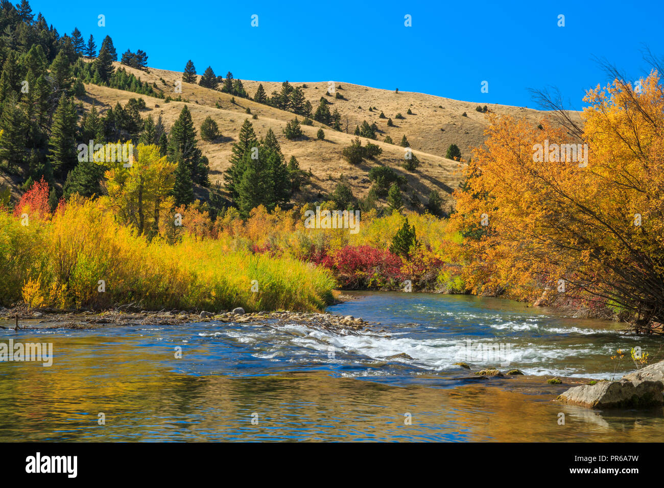 fall colors along the ruby river near alder, montana Stock Photo - Alamy