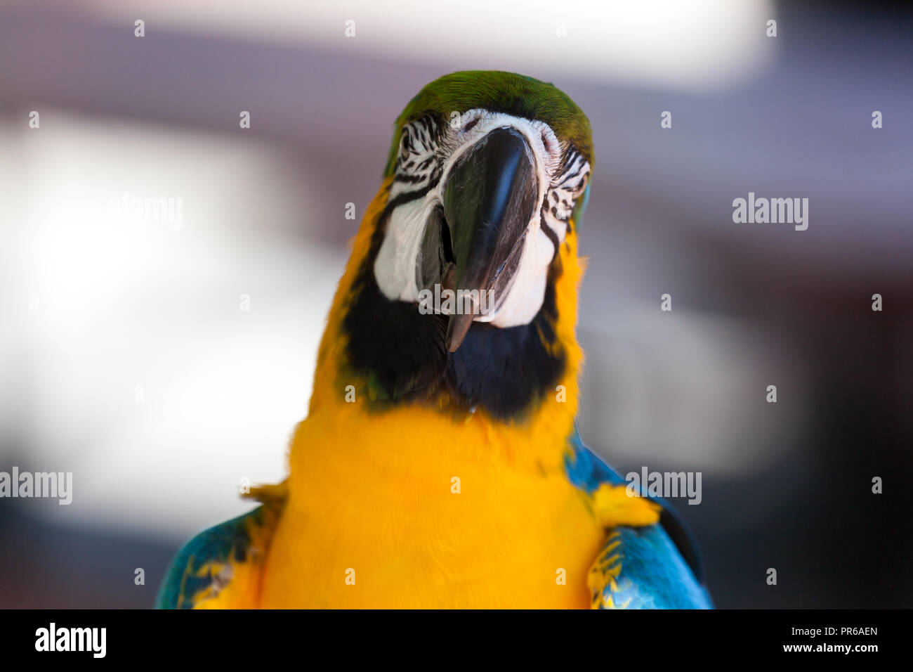 Zoo wildlife talk hi-res stock photography and images - Alamy