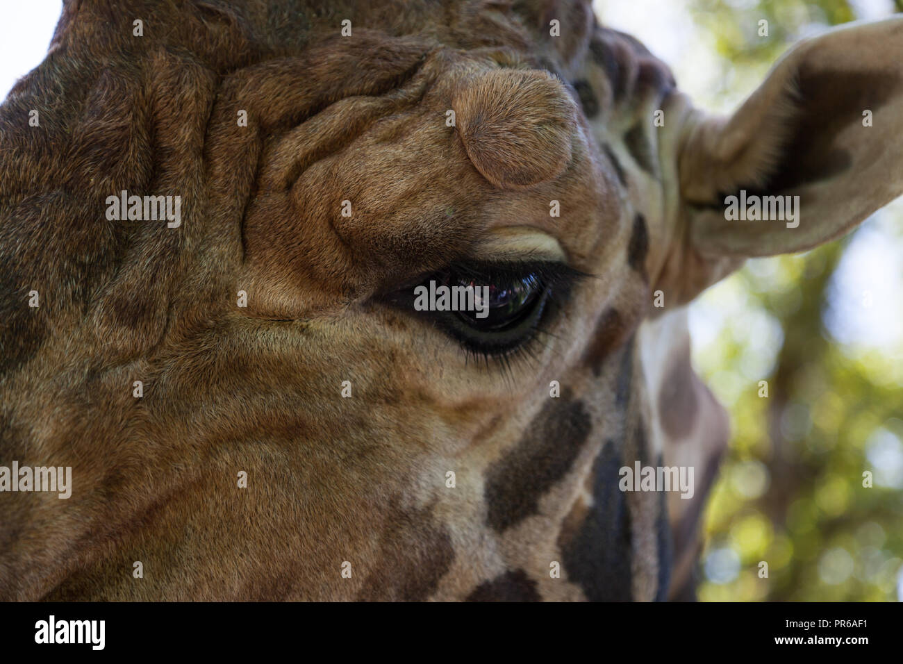 A close up of the left eye of a large adult giraffe with spring ...
